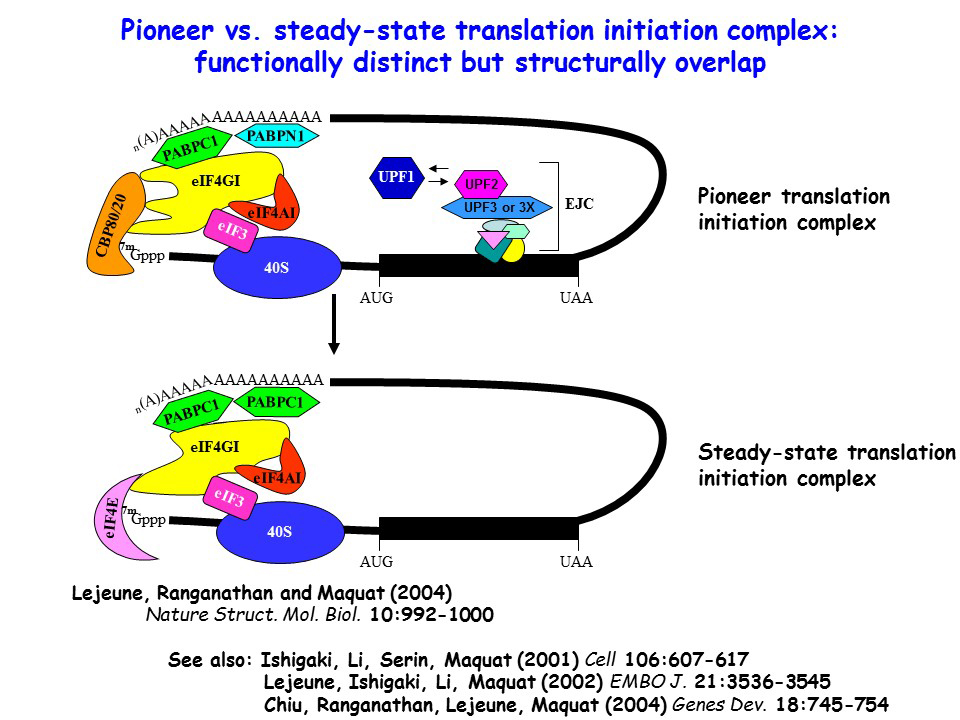 Maquat Lab - University of Rochester Medical Center