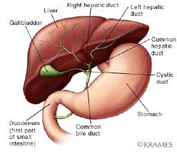 Bile Duct Cancer: Frequently Asked Questions - Health Encyclopedia ...