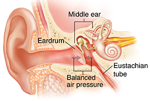 Cross section of ear showing outer, inner, and middle ear structures ...