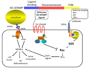 Yahui Chiu Lab - DC-STAMP - Allergy, Immunology and Rheumatology ...